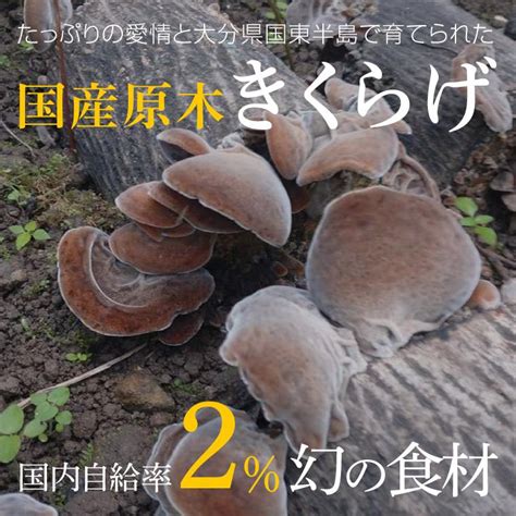 きくらげ 国産 50g 自然栽培 無農薬 乾燥きくらげ キクラゲ 乾燥きのこ Kinoko6 霊芝・冬虫夏草の店 通販
