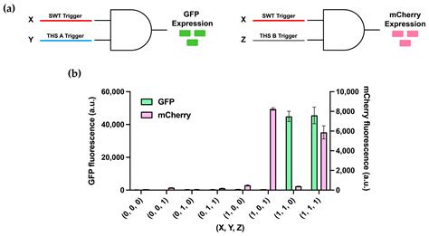 Multilevel Gene Regulation Using Switchable Transcription Terminator