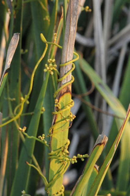 Cassytha Pubescens Nb Plant Areas