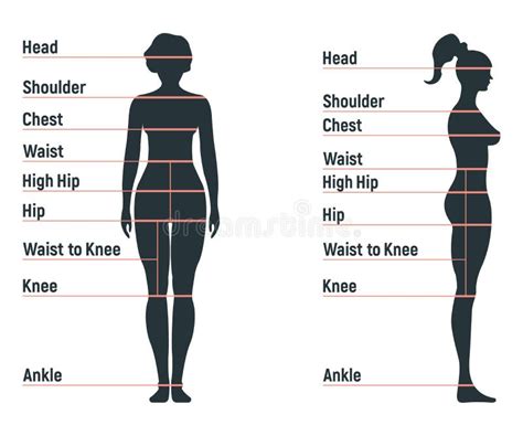 Female Size Chart Anatomy Human Character People Dummy Front And View