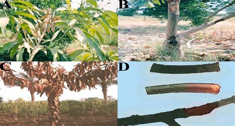 Symptoms Of Bacterial Canker Disease On Mango Trees A Infected