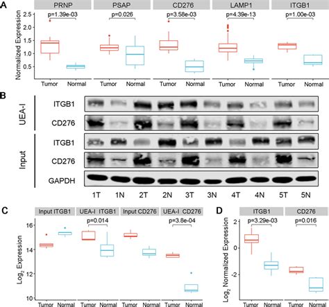 Validation Of Significantly Altered Glycoproteins In Escc A Normalized