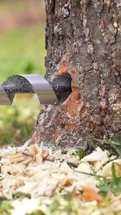 Possibly Easy Way To Remove A Tree Stump Shorts Tree Asmr
