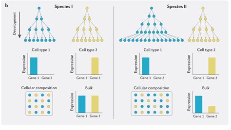 Eecg Embarkation The Role Of Gene Expression In Avian Sexual