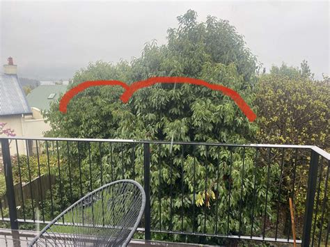 Tree Health Remediation Precision Tree Care