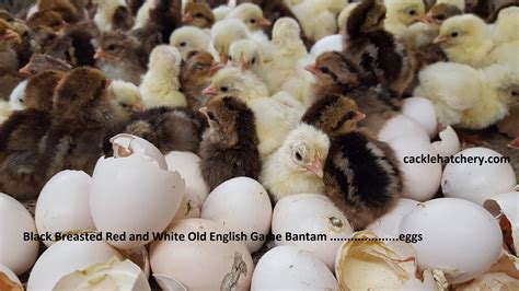 Black Breasted Red Old English Bantam Fertile Hatching Eggs Cackle