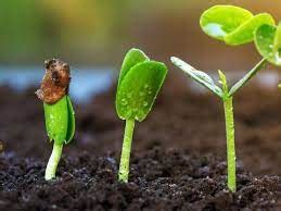 What Is A Seedling Cbse Class Notes Online Classnotes
