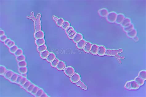 Trichophyton Verrucosum Stock Illustrations 54 Trichophyton
