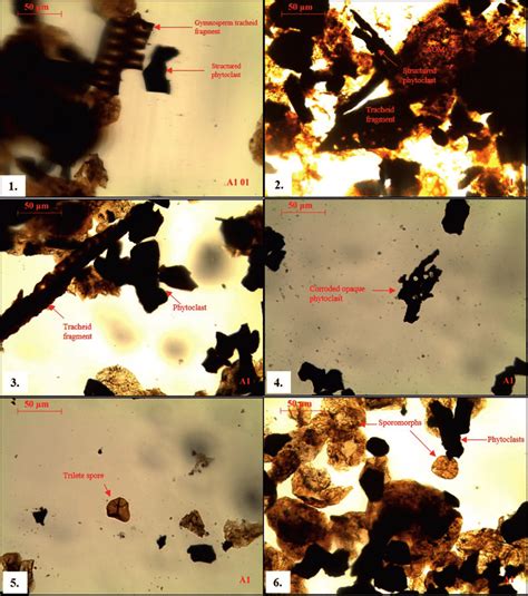 Different Phytoclast Groups In Sample A1 1 Biostructure Phytoclast