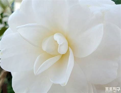 포토친구 완전한 아름다움 순수한 흰 동백꽃