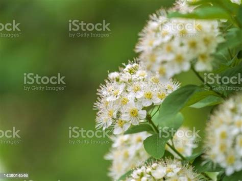 녹색 배경의 Spiraea Chamaedryfolia 또는 게르만 메도우 스위트 또는 느릅 나무 잎 첨탑 흰색 꽃 0명에 대한