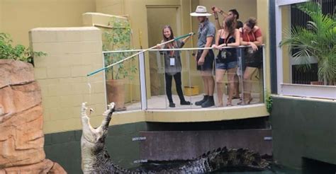 Darwin Vip Crocosaurus Cove Experience Getyourguide