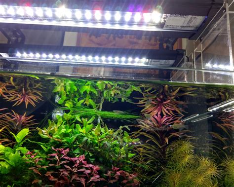 水草好朋友 部落格