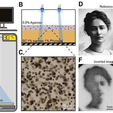 The Optocube A Home Made Device For Optogenetic Spatial Patterning And
