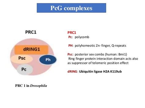 Polycomb Group Of Proteins