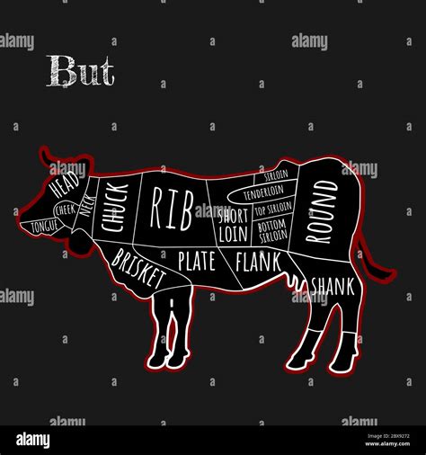 Vector Design Guide Concept Butchers Chart Cuts Of Beef Cow Meat Diagram On Black Background