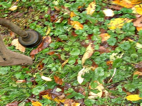 How To Get Rid Of Creeping Charlie Mikes Backyard Nursery