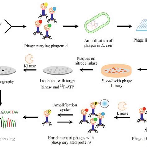 Kinase Assay Based On Protein Array Or Peptide Array Proteinpeptide