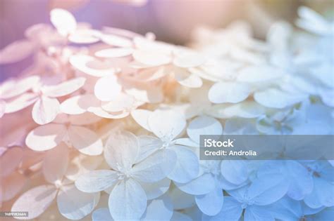 Hortensia 꽃 근접 촬영입니다 자연광에서 아름 다운 꽃 배경입니다 파스텔 색상 자연 개념입니다 0명에 대한 스톡 사진 및