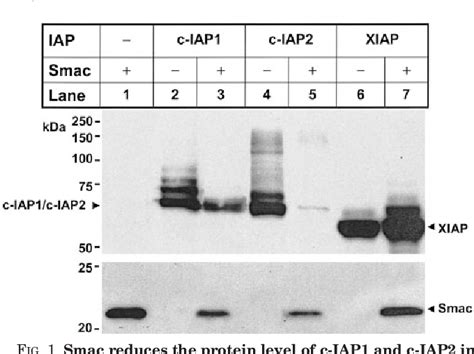 figure 1 from smac diablo selectively reduces the levels of c iap1 and
