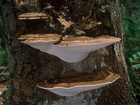 Ganoderma Applanatum Managing Tree Risk 101