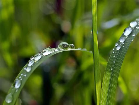 Grass Blades Of Grass Nature Meadow Close Up Green Pikist