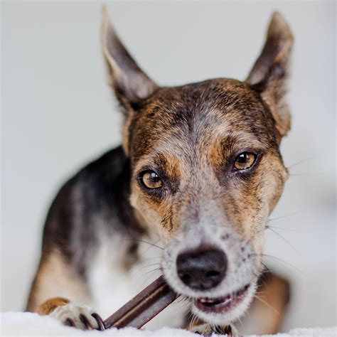Dental Sticks natürliche Zahnreinigung für Hunde