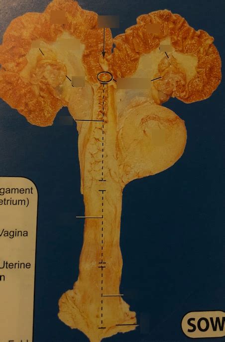 Dorsal View Of Sow Reproductive Tract Diagram Quizlet