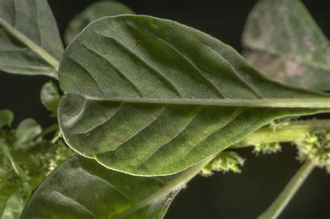 Wild Amaranth Amaranthus Graecizans Leaf Qatar Feedipedia