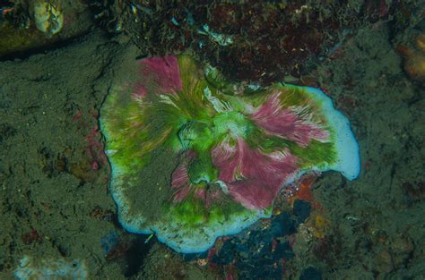 Endolithic Algae In Stony Corals Coral Magazine