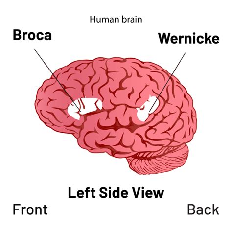 File Brain Broca S And Wernicke S Area Diagram Svg Wikimedia Commons