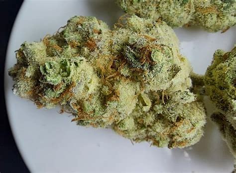 Bc Black Bc Legacy Exotics 35g French Fire Barb Labelled As Ggf