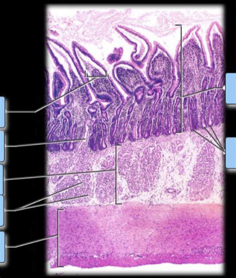 Learning Digestive Histology Quizlet Anatomy