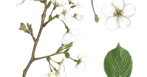 [이소영의 도시식물 탐색] 꽃이 진 후에도 왕벚나무의 삶은 계속된다