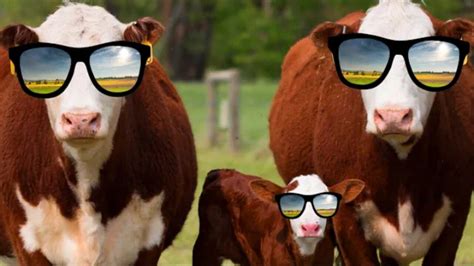 Funny Cow Dance 2 │ Cow Dance Song And Cow One News Page Video