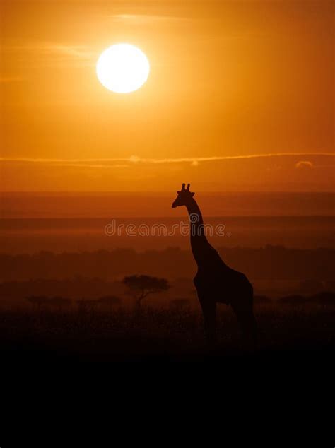 Amanecer Con Jirafa Y Paisaje Del Safari Foto De Archivo Imagen De