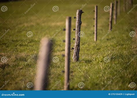 Electric Fence Around A Pasture Stock Image Image Of Frame Plastic