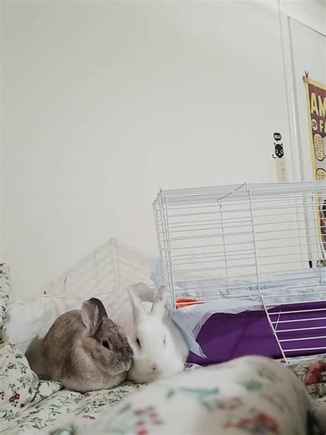 Theyd Rather Cuddle Each Other Than Hang Out With Me Ifttt
