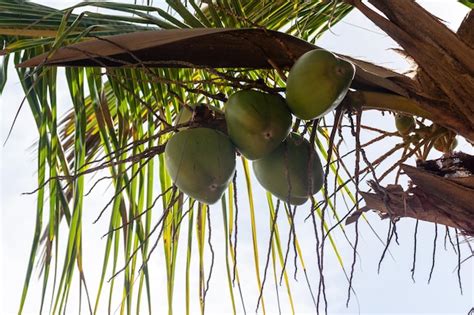 Premium Photo A Tree Branch With Several Green Coconuts Healthy
