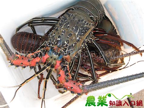 雜色龍蝦 甲殼類主題館 農業知識入口網