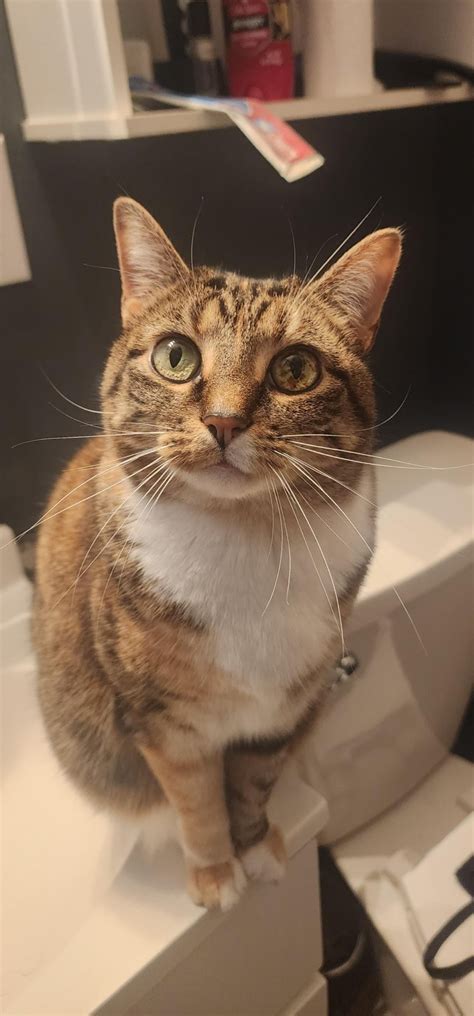 The Differences Of My Cats Eyes Is Interesting Rcats