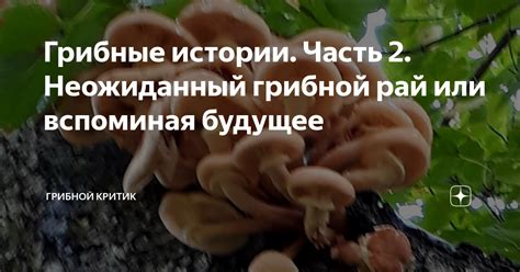 Грибные истории Часть 2 Неожиданный грибной рай или вспоминая будущее грибной критик Дзен