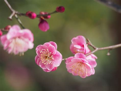 紅梅 by trad ID3146903 写真共有サイト PHOTOHITO