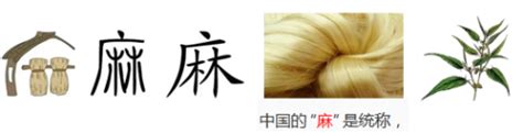 黄麻被誉为黄金纤维 江苏省药理学会官网