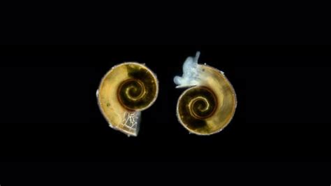 Marine Snail Under Microscope Class Gastropoda Type Mollusca Has A