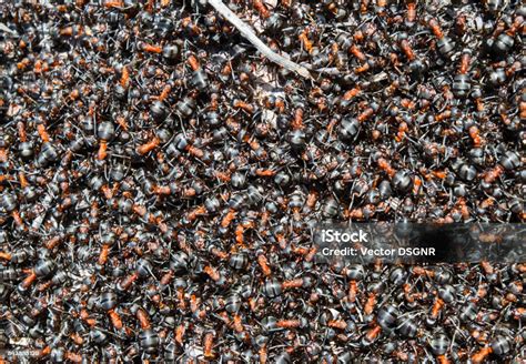 빨간색과 검은색 개미 식민지 봄 햇볕에 Basking Formica Rufa 개미 집의 클로즈업 0명에 대한 스톡 사진 및 기타