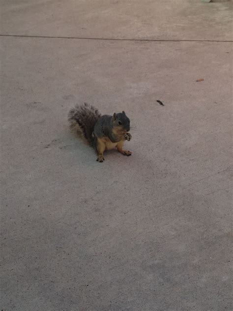 Squirrel Eating Honey Nut Cheerios Squirrel Animals Honey Nut Cheerios