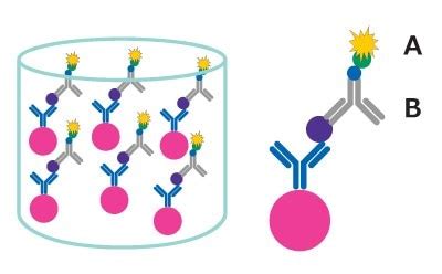 Overview Of Luminex Multiplex Assay Technology MILLIPLEX Multiplex