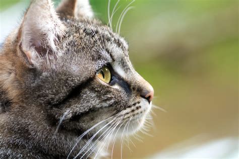 9 Things You Should Never Feed Your Cat