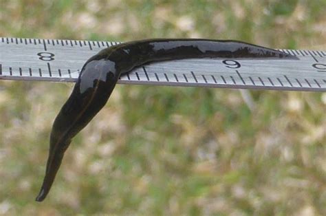 Invasive New Guinea Flatworm Has Made Its Way To Florida Newsweek
